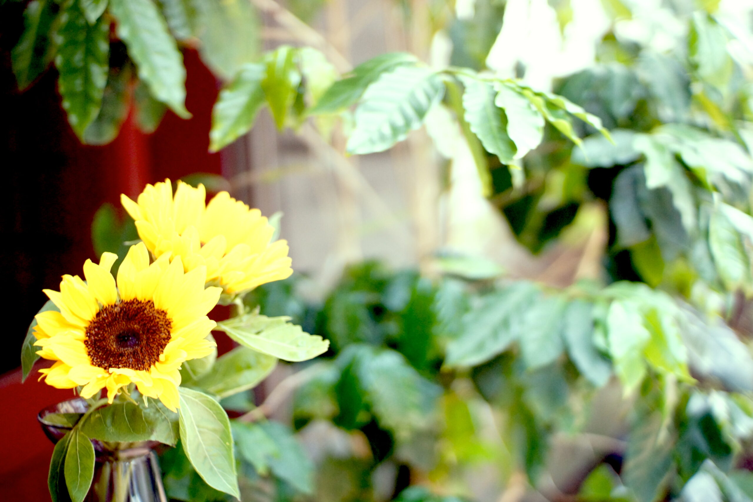 ヴォアラのサマーギフト2022 | VOILA COFFEE（ヴォアラ珈琲）