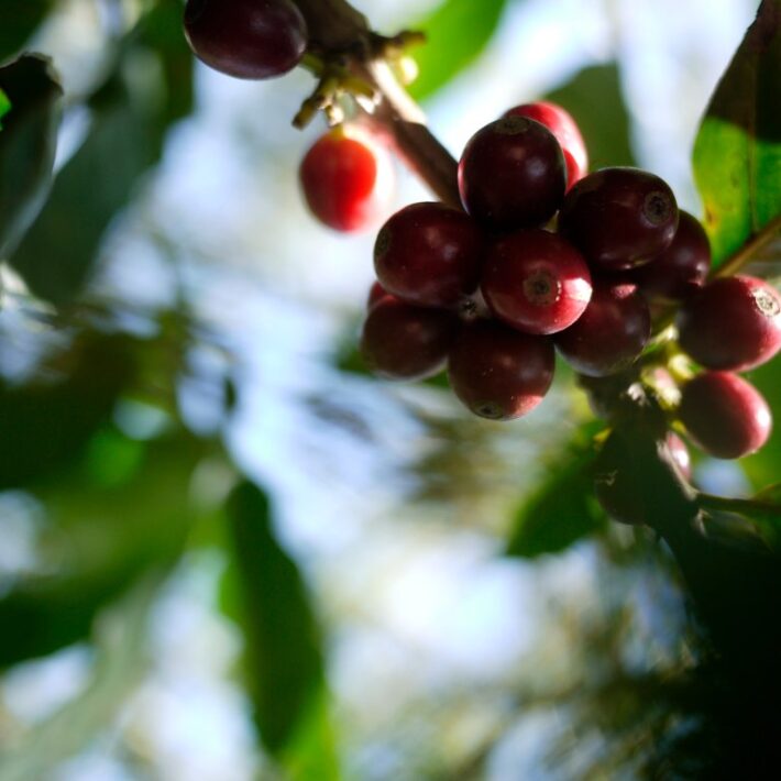 ヴォアラのざらめ | VOILA COFFEE（ヴォアラ珈琲）