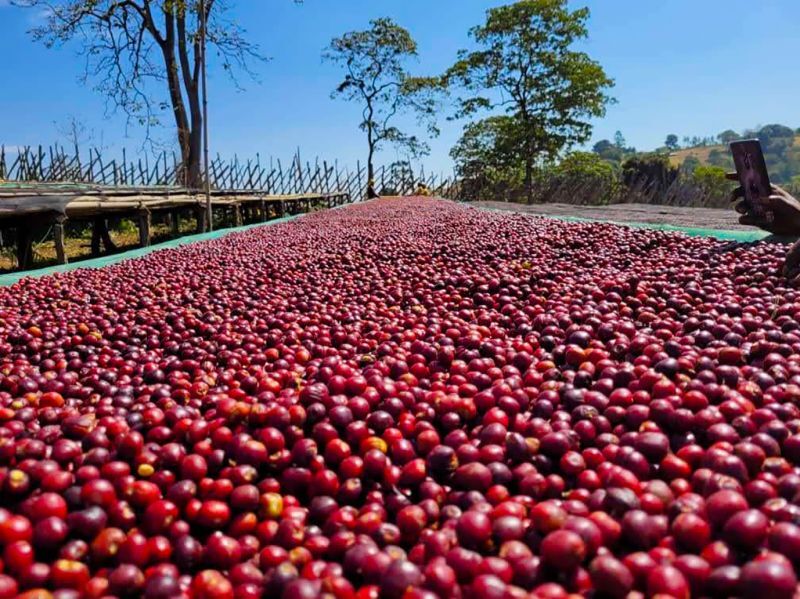 ナチュラルってなんだろう？？ | VOILA COFFEE（ヴォアラ珈琲）