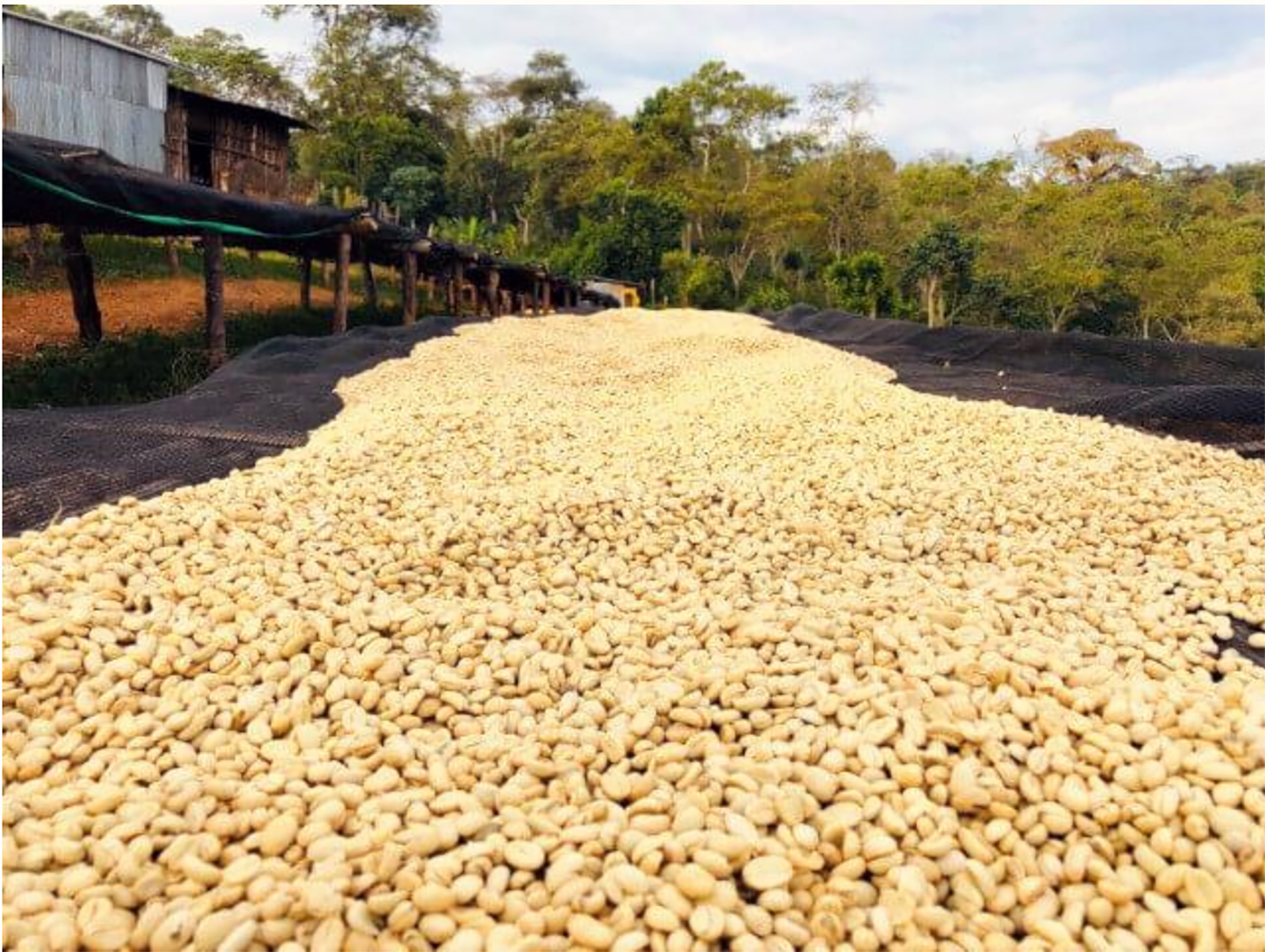 お待たせしました！モカ入荷しました。 | VOILA COFFEE（ヴォアラ珈琲）